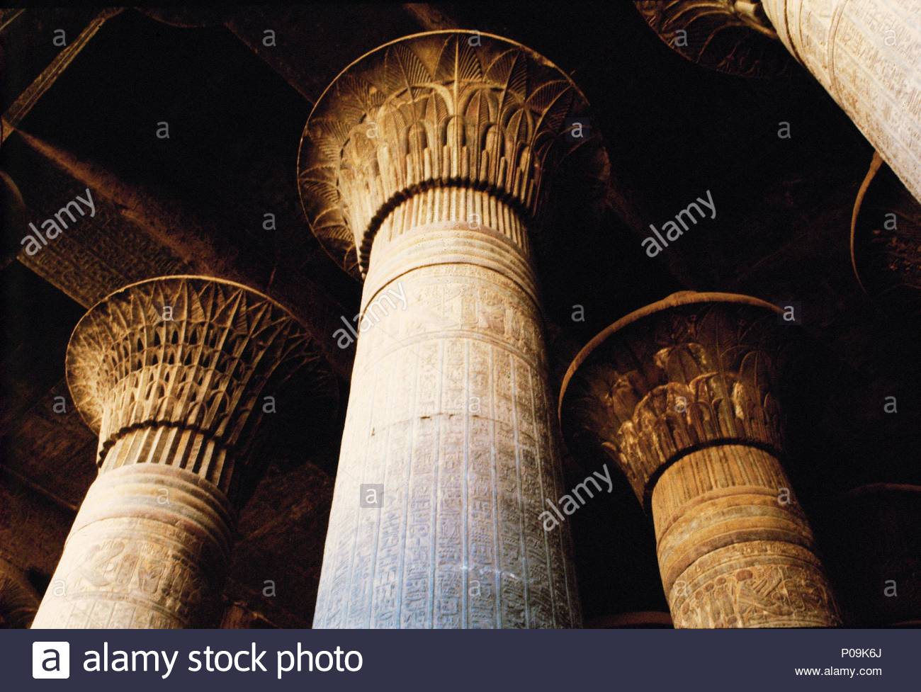 Papyrus Bud Stock Photos & Papyrus Bud Stock Images - Alamy