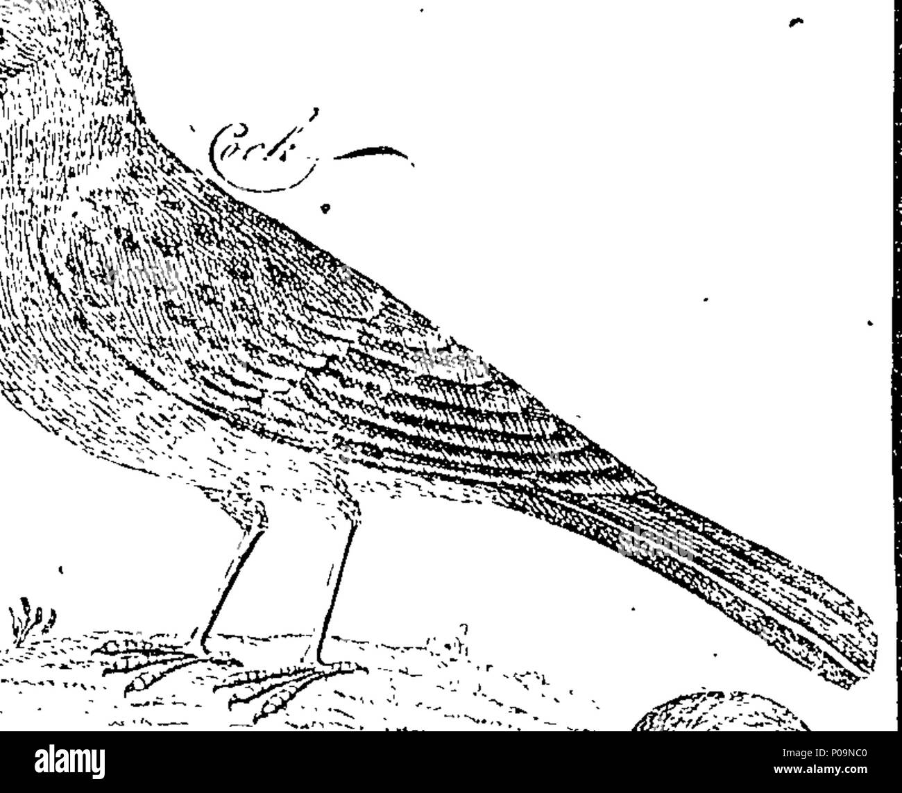 . English: Fleuron from book: A natural history of singing birds; and ...