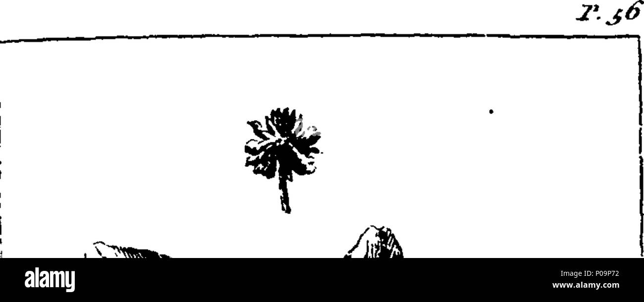 Crustaceans turtles Black and White Stock Photos & Images - Alamy