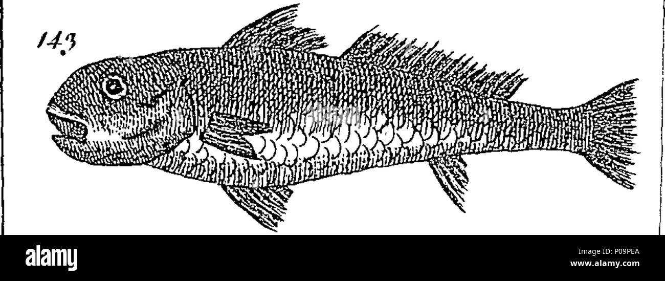 Human frogs Black and White Stock Photos & Images - Alamy