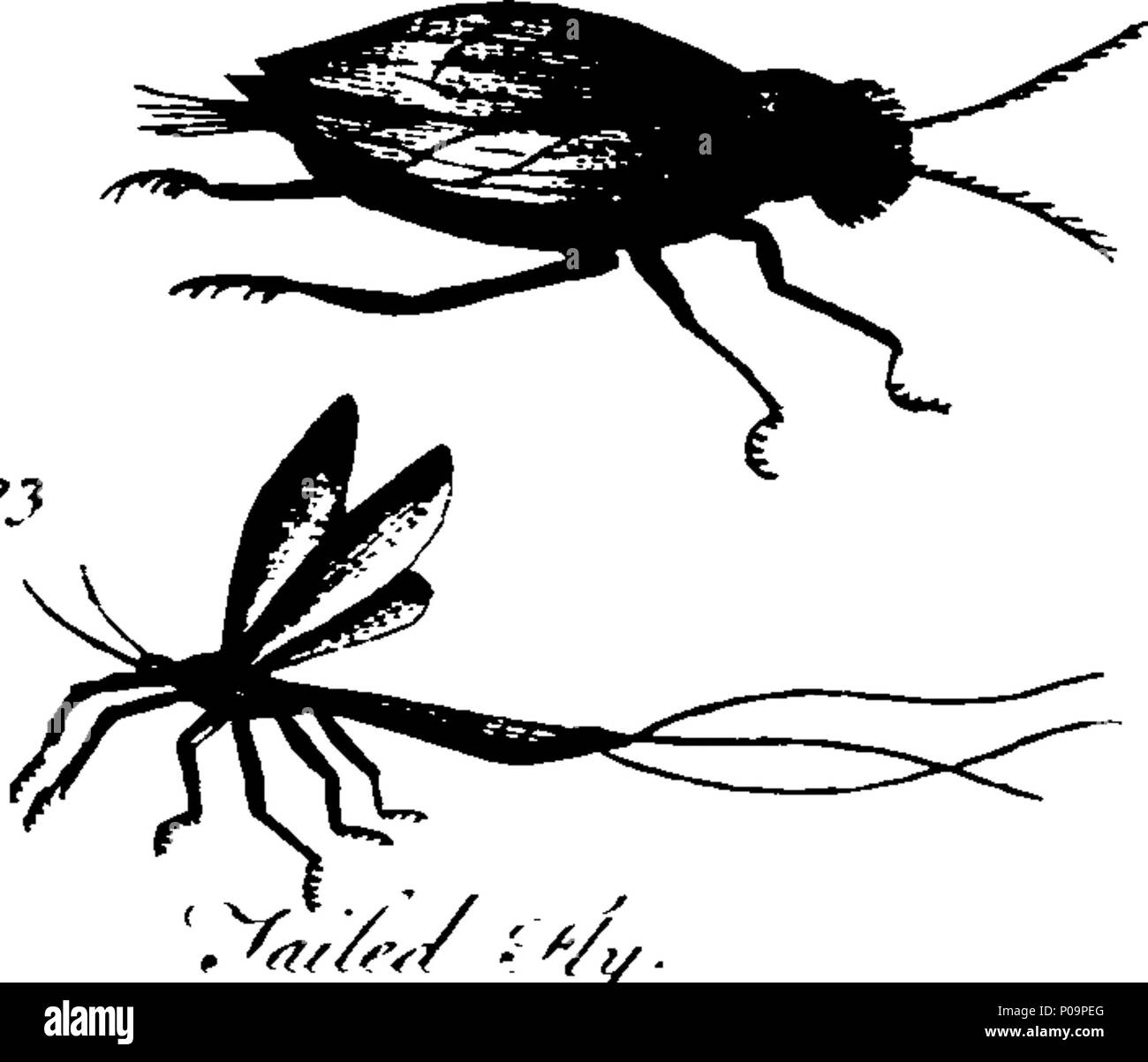 Crustaceans turtles Black and White Stock Photos & Images - Alamy