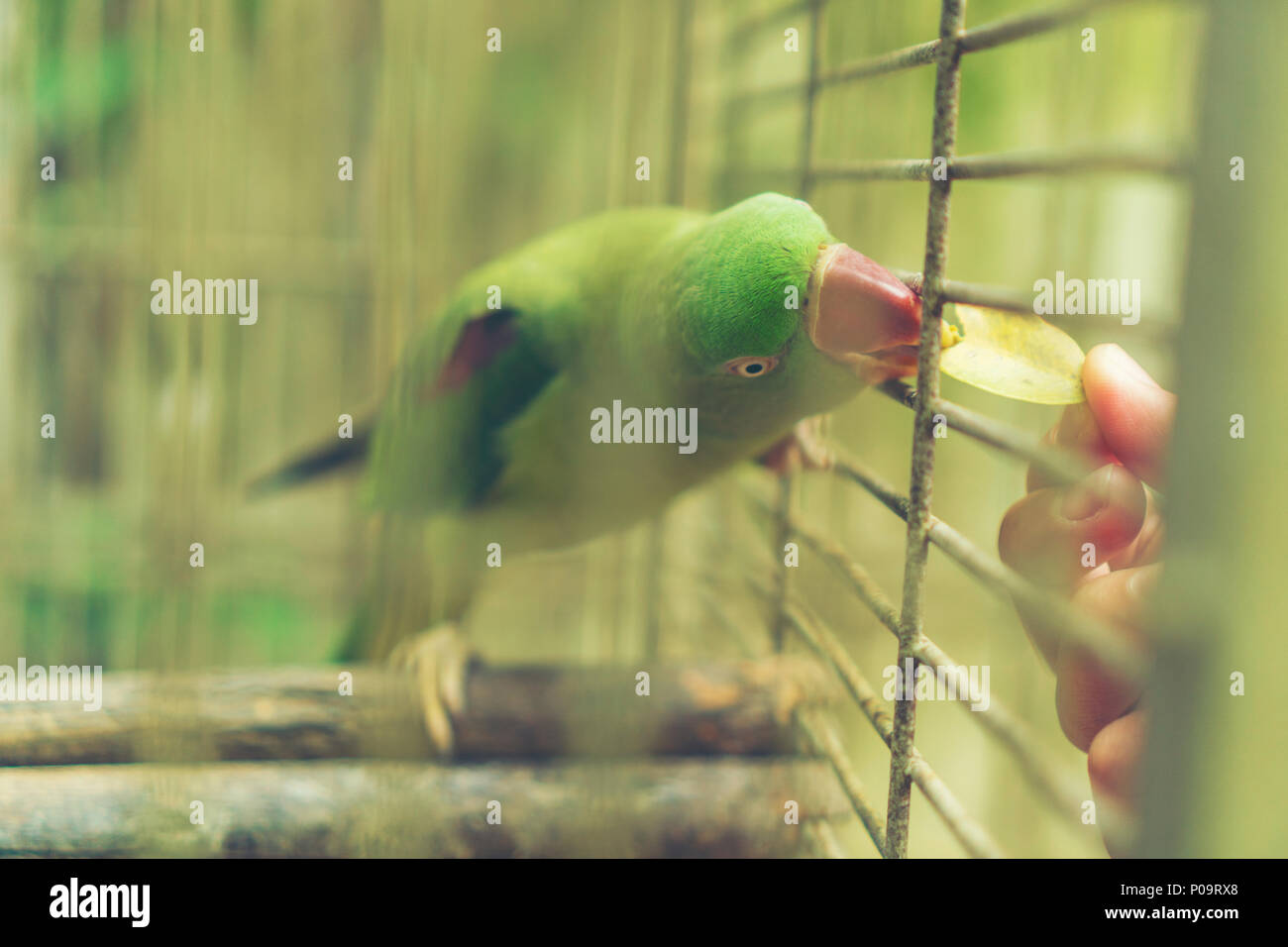 green Parrot in the cage Stock Photo - Alamy