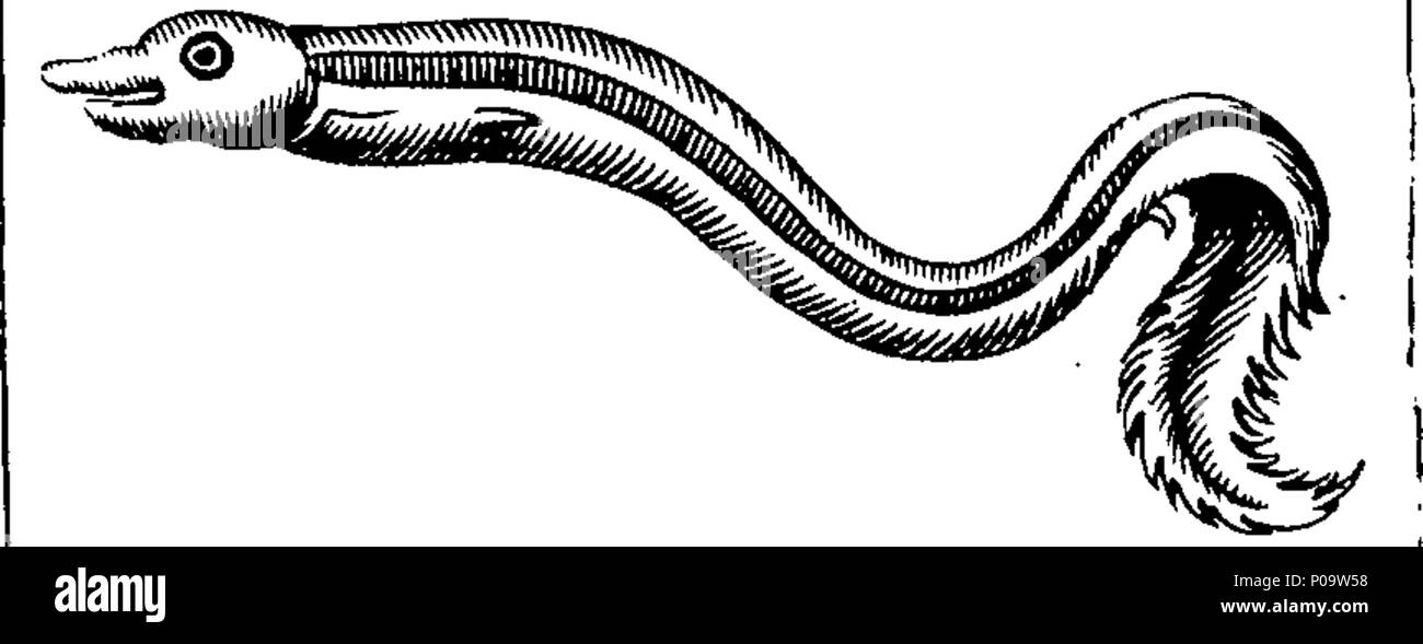 King worms hi-res stock photography and images - Alamy