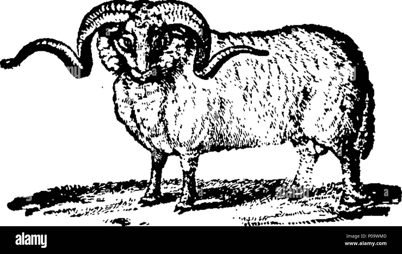 Tartar hordes hi-res stock photography and images - Alamy