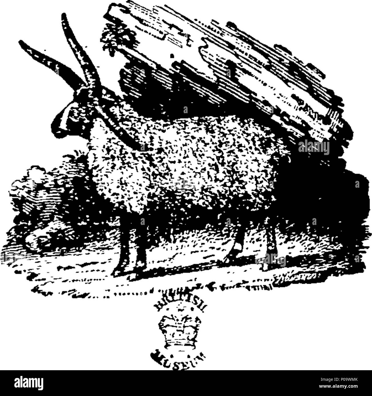 Tartar hordes hi-res stock photography and images - Alamy