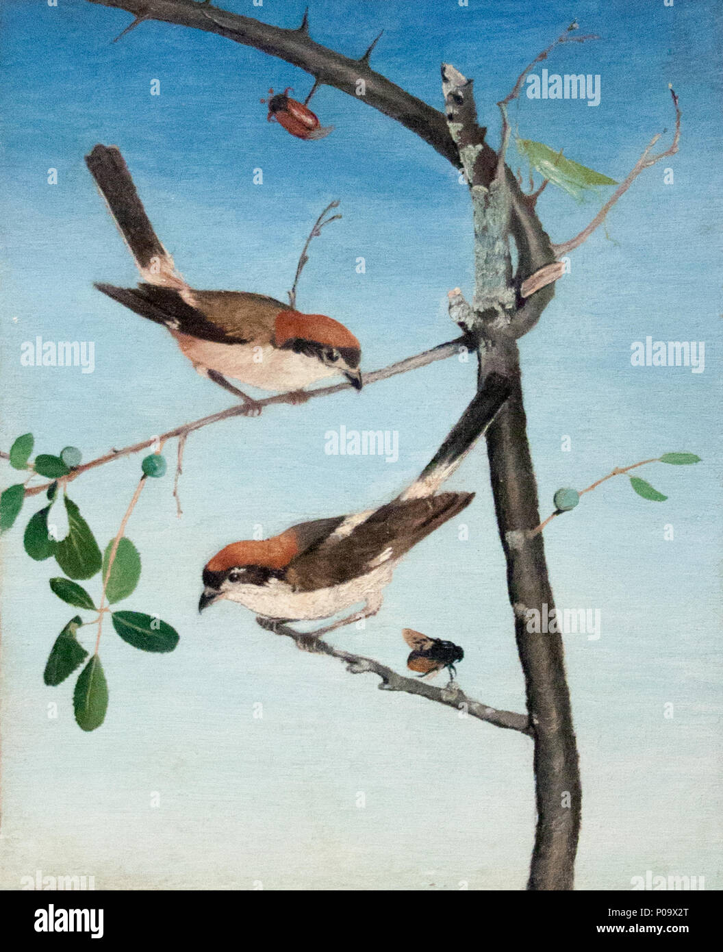 . Butcher Birds . 1893 18 Butcher Birds, 1893 Stock Photo - Alamy