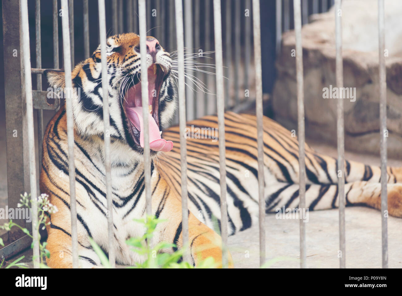 Tiger in a cage Stock Photo - Alamy