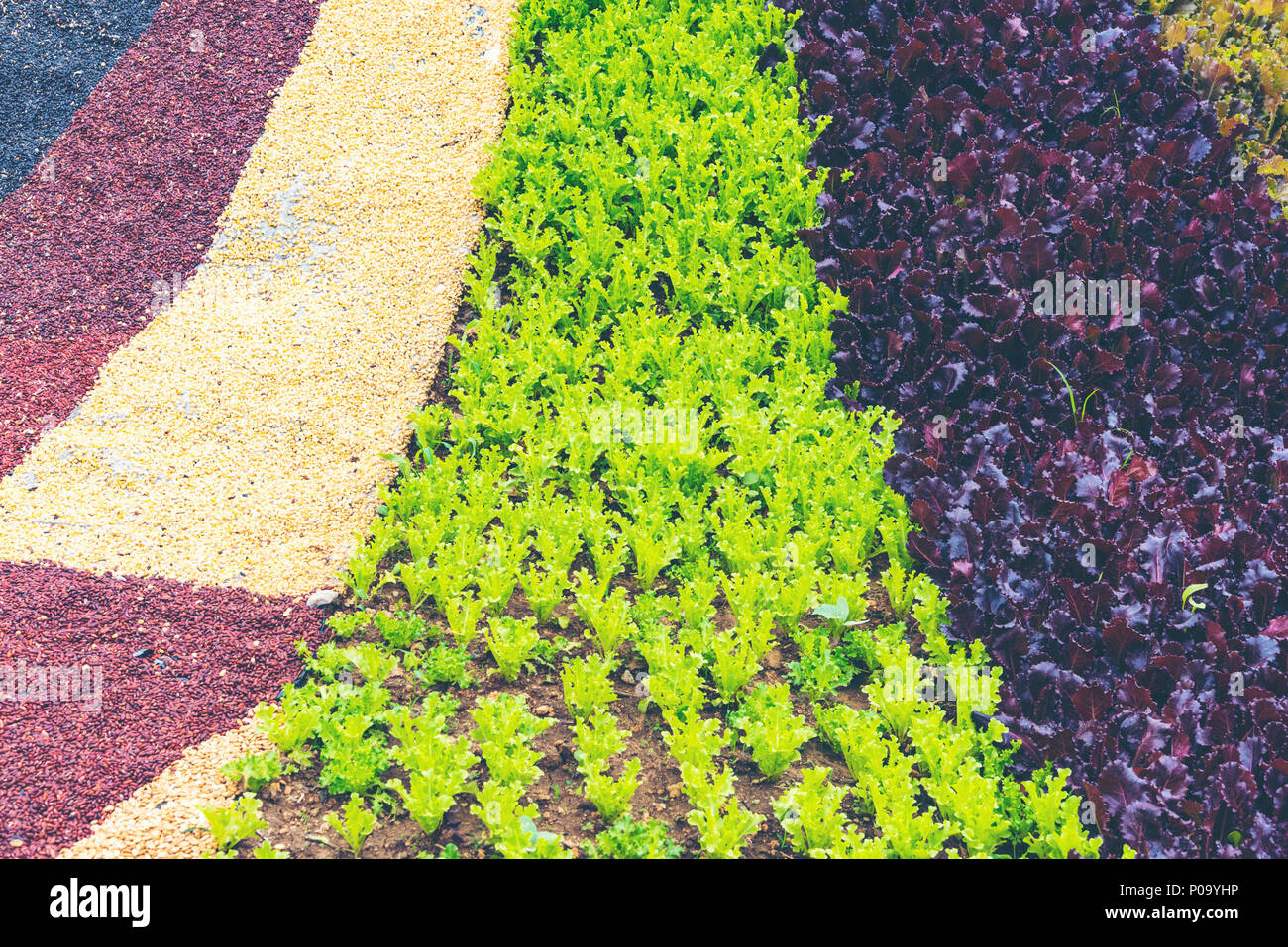 colorful vegetables garden, Green and red oak lettuce in vegetable ...