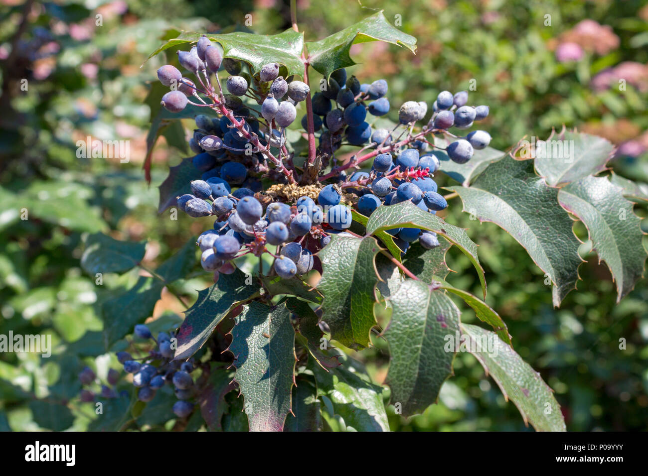 Close up outdoor view of oregon grape plant, mahonia aquifolium Stock ...