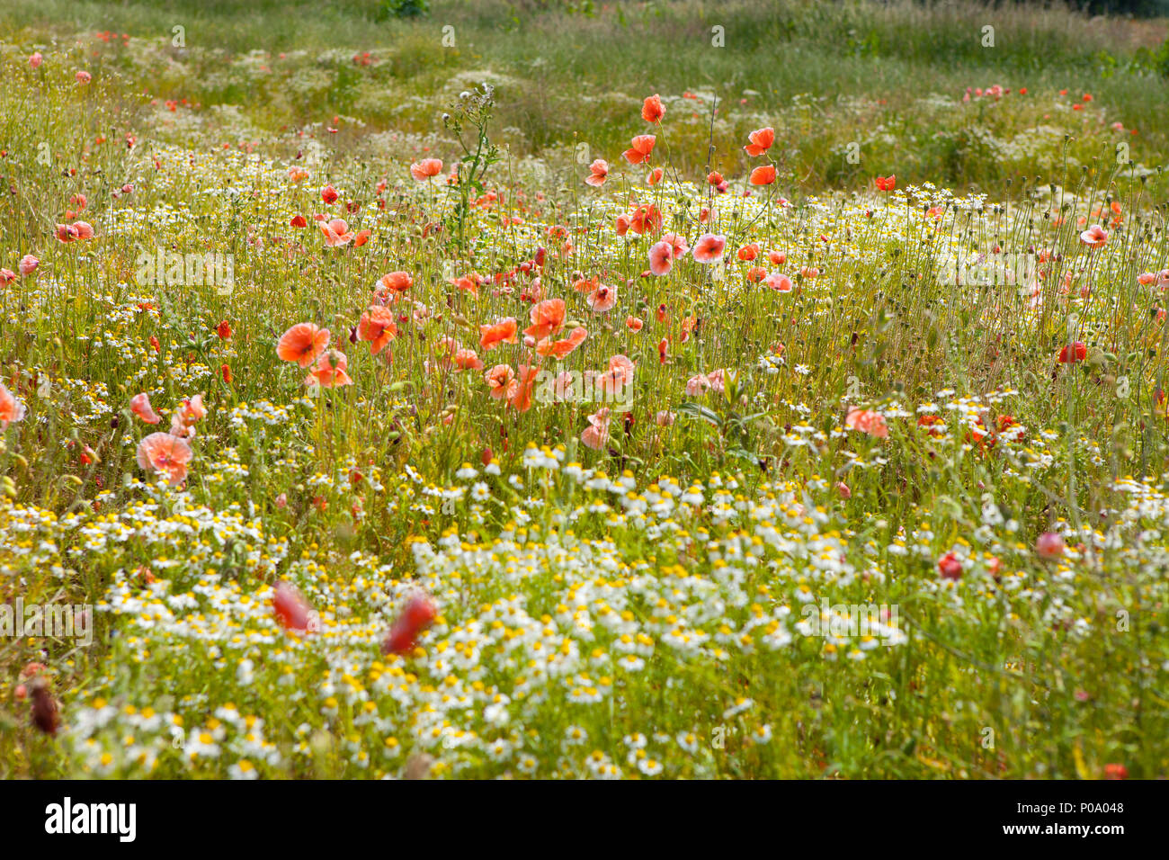 Field of red poppies Stock Photo - Alamy