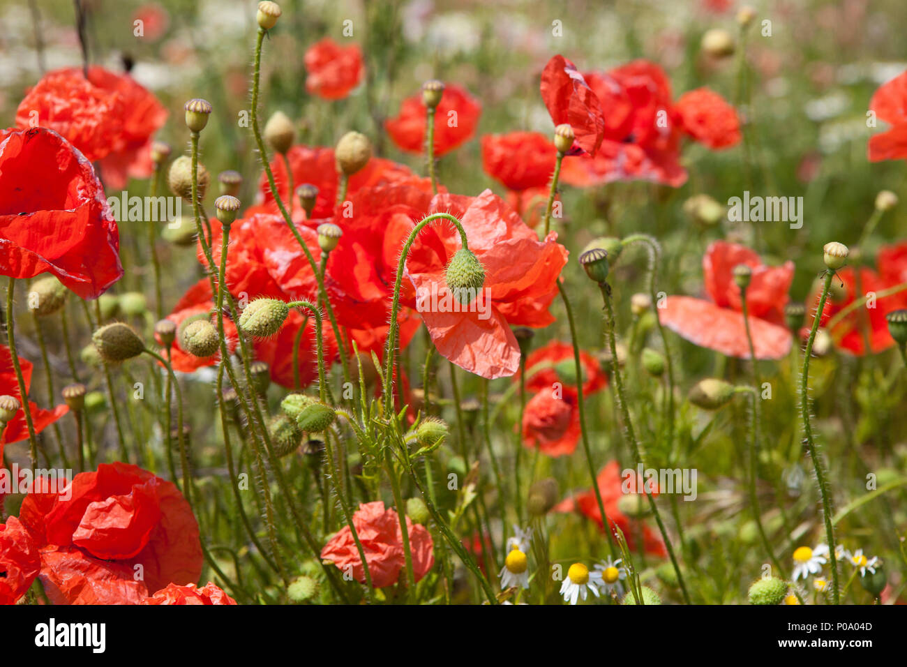 Field of red poppies Stock Photo - Alamy
