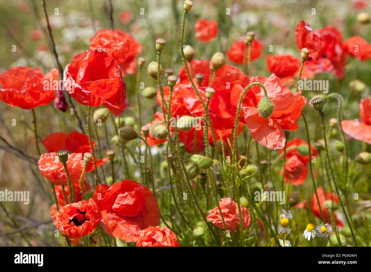 Field of red poppies Stock Photo - Alamy