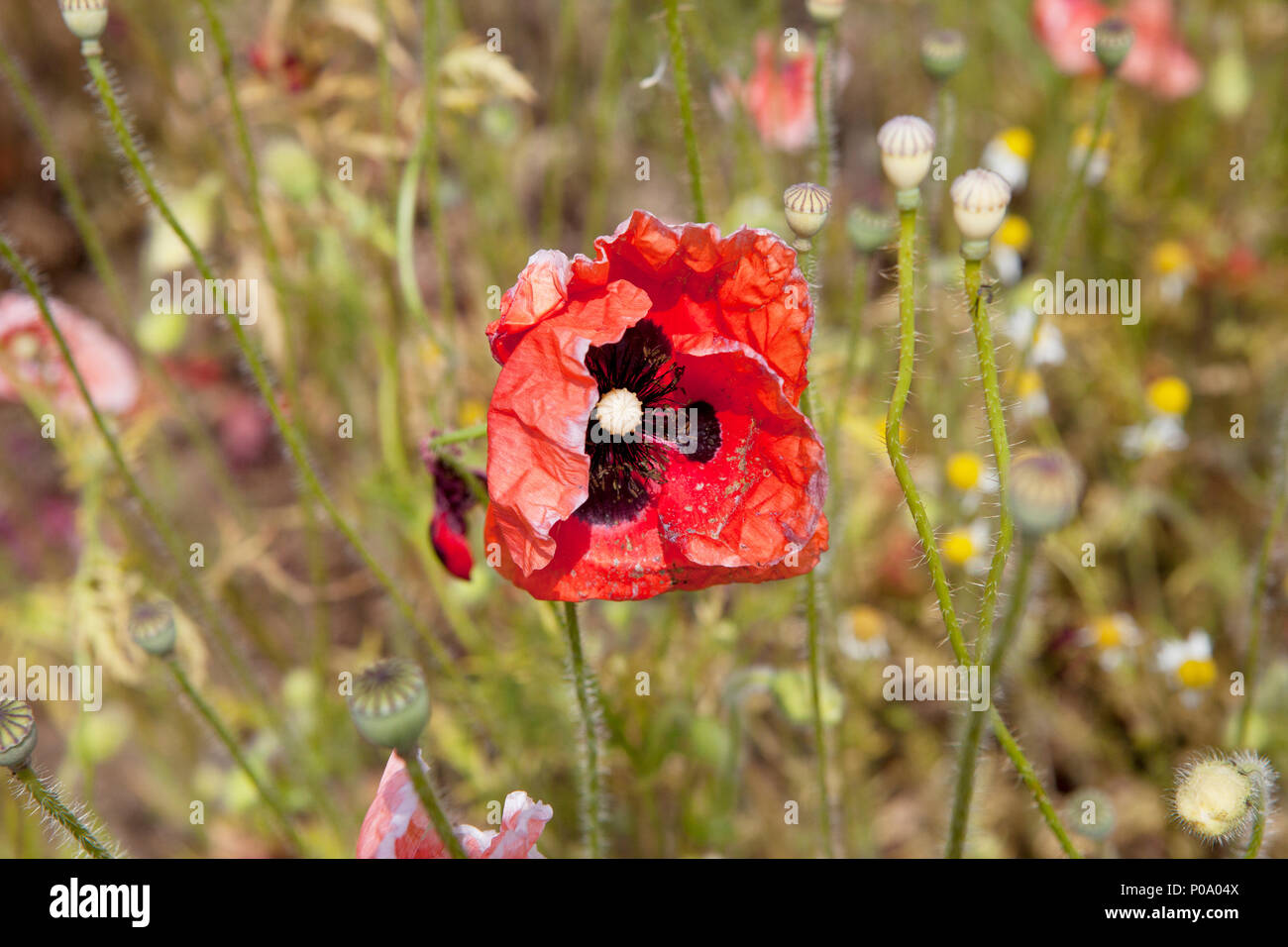Field of red poppies Stock Photo - Alamy