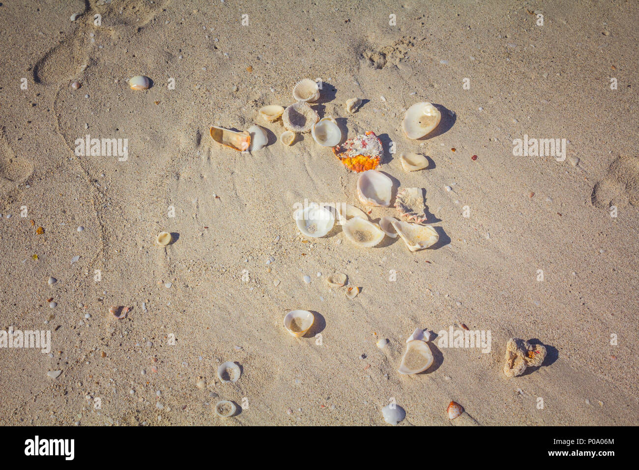 White conch shells hi-res stock photography and images - Alamy