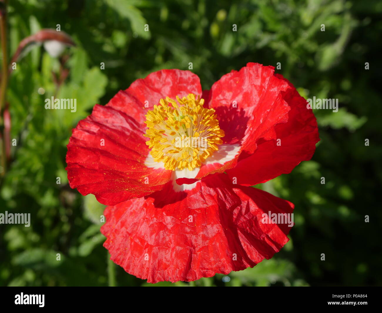 Red and white poppy hi-res stock photography and images - Alamy