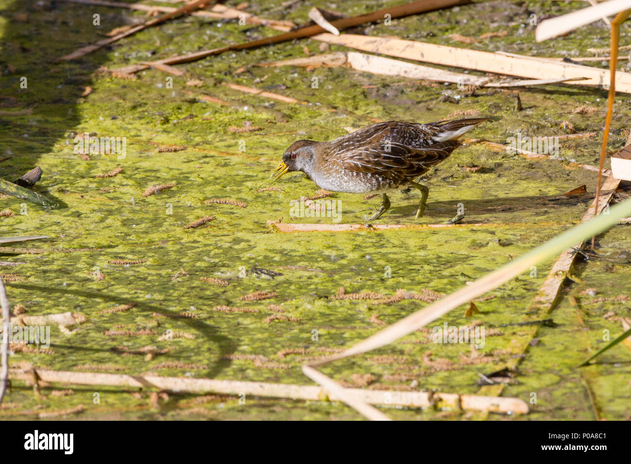 The sora rail hi-res stock photography and images - Alamy