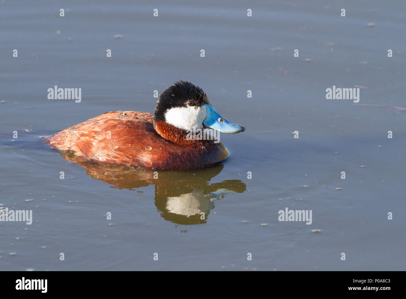 Portrait of a drake ruddy duck in breeding plumage Stock Photo - Alamy