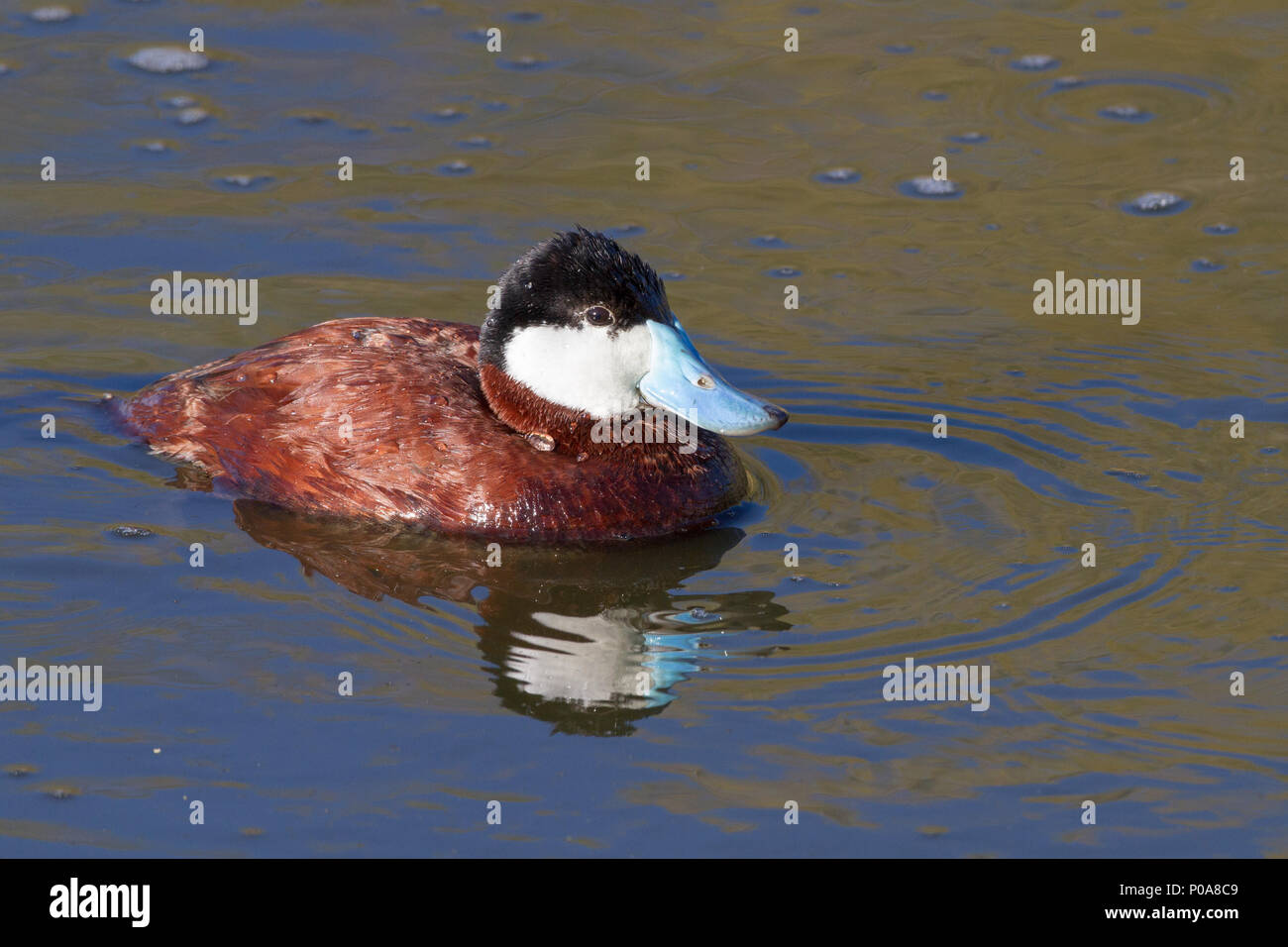 Portrait of a drake ruddy duck in breeding plumage Stock Photo - Alamy