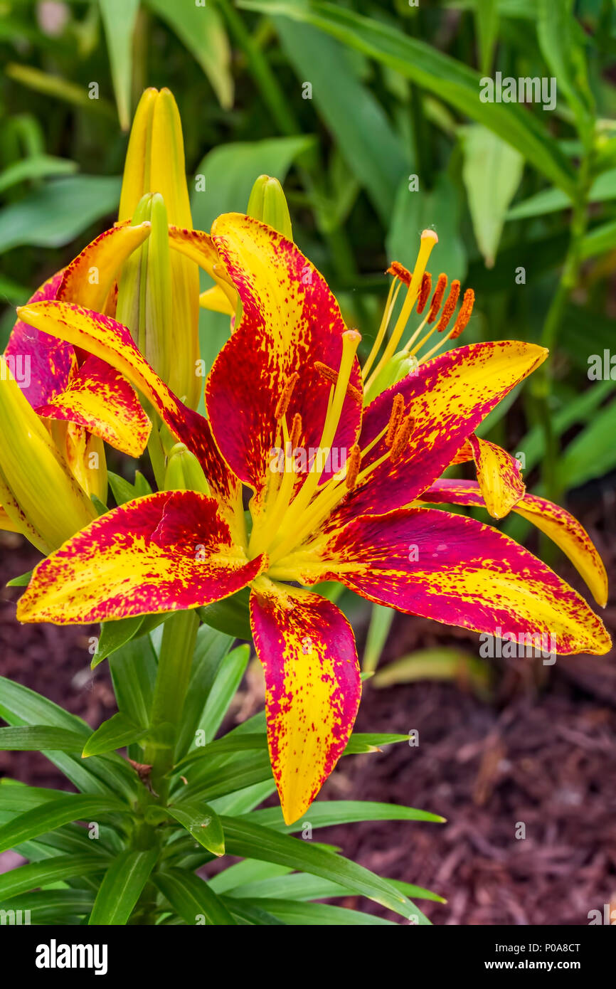 Daylily in full bloom hi-res stock photography and images - Alamy