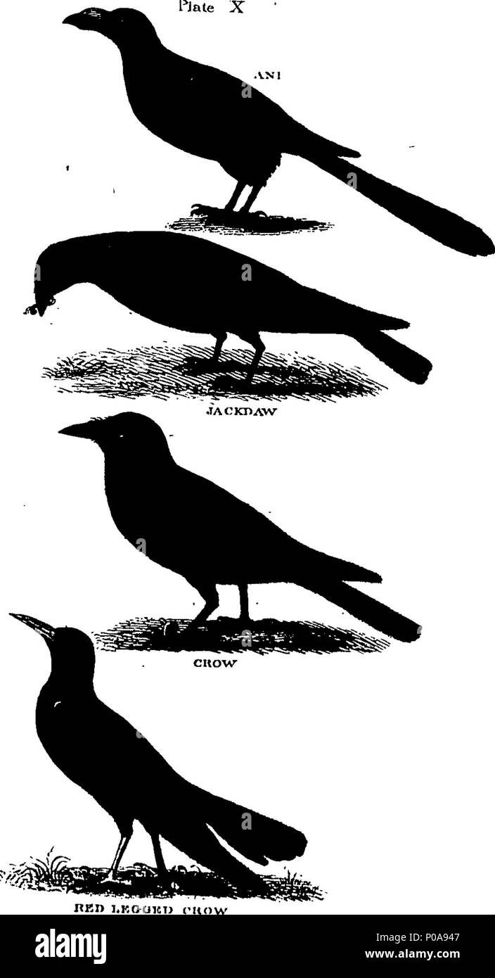 . English: Fleuron from book: A new system of the natural history of ...