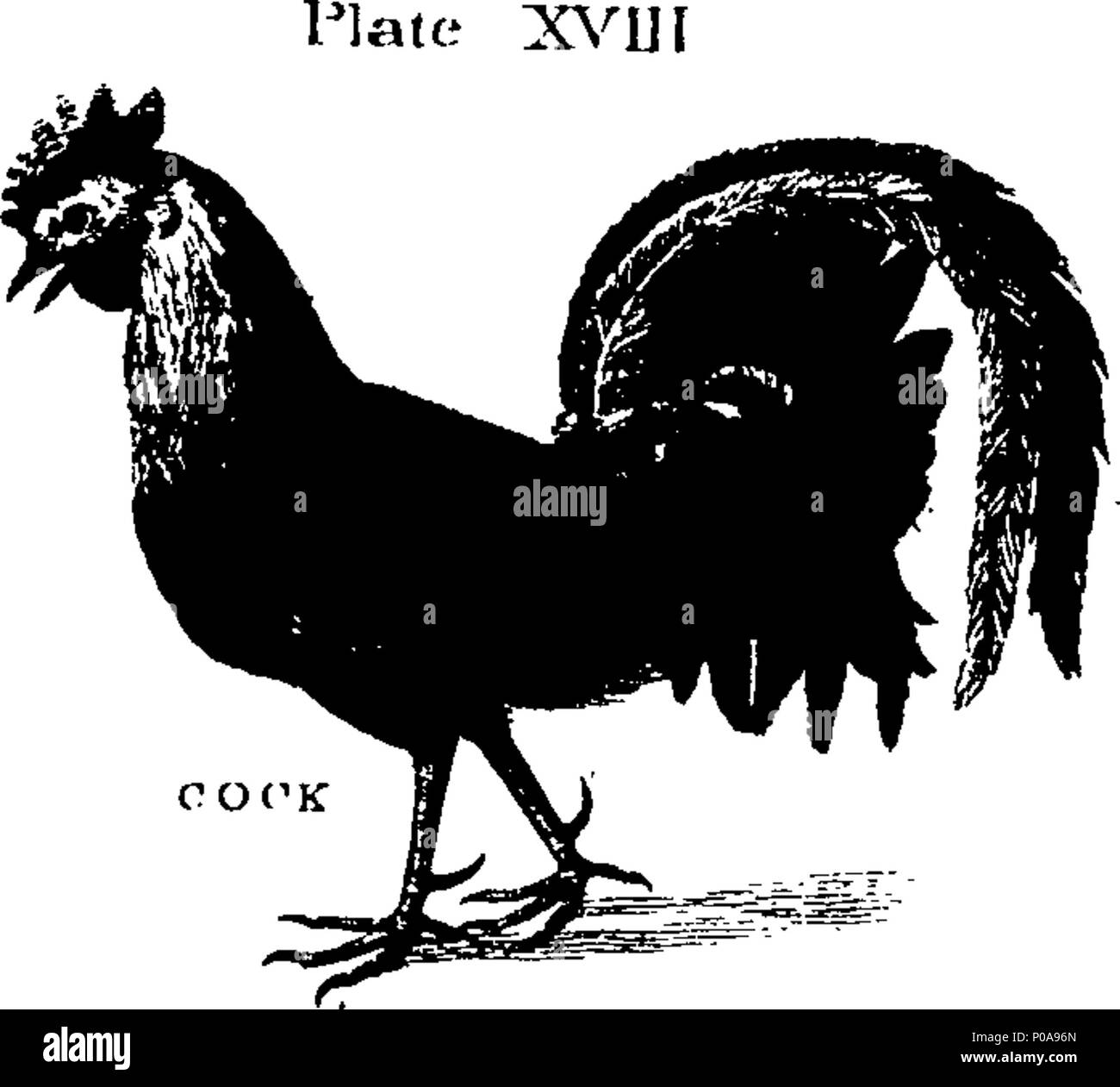 . English: Fleuron from book: A new system of the natural history of ...