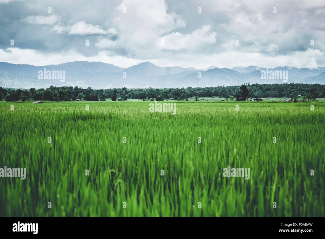 Vietnam mountain rice field hi-res stock photography and images - Alamy