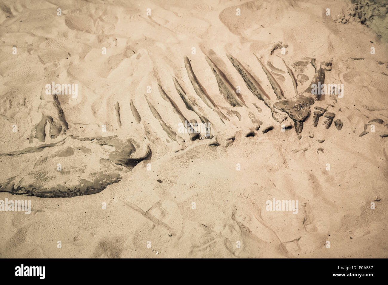 Dinosaur fossil found, Primitive animals bone discovered Stock Photo ...