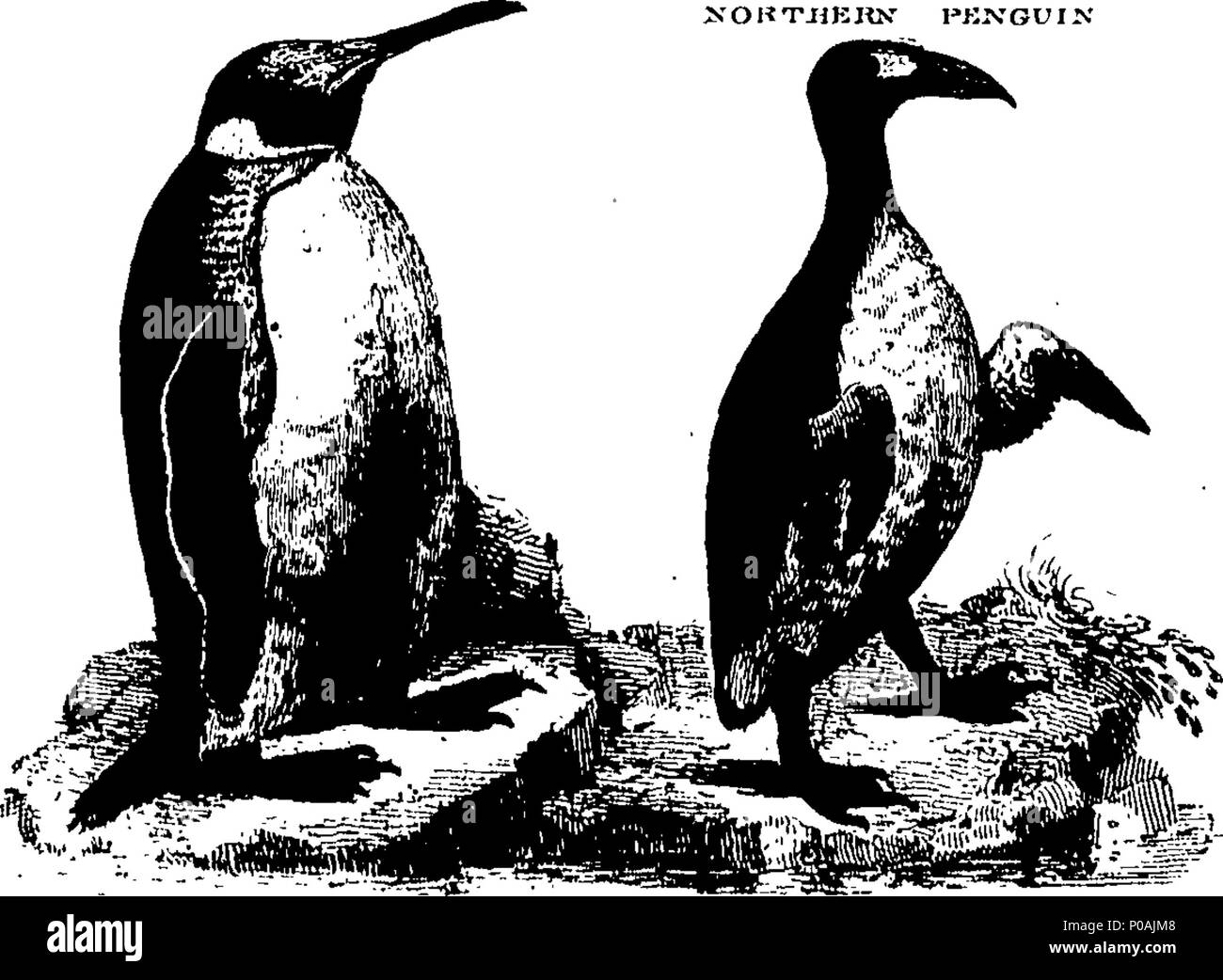Natural history of quadrupeds hi-res stock photography and images - Alamy