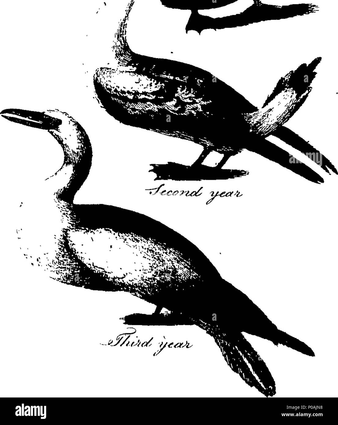 . English: Fleuron from book: A new system of the natural history of ...