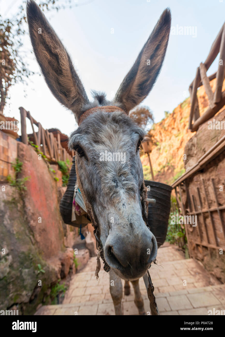 Donkey with long ears, animal portrait, Morocco Stock Photo - Alamy