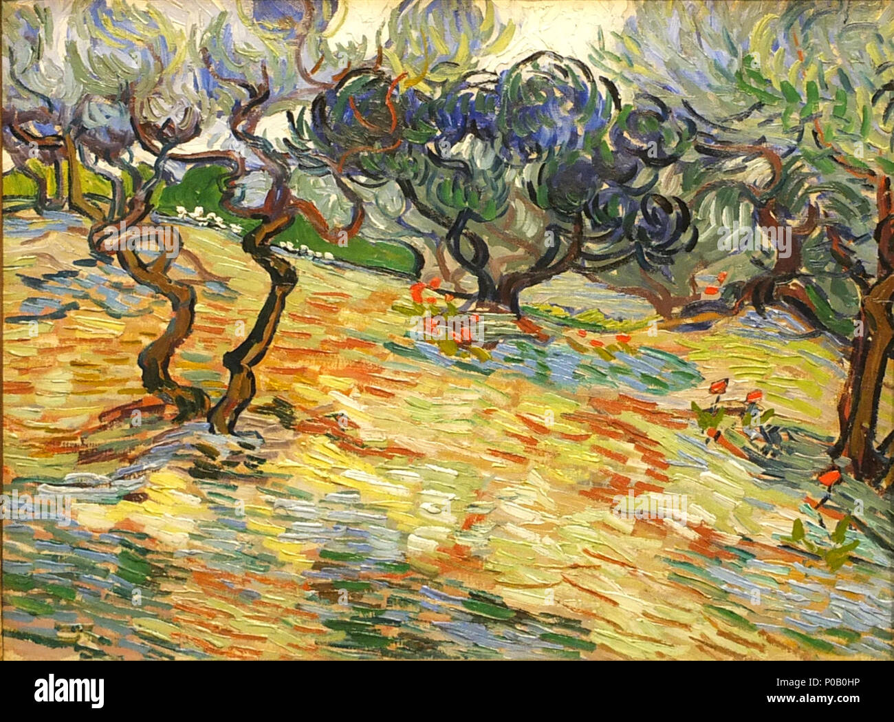 . Olive Trees . 1889 8 Edinburgh NGS van Gogh Olive trees Stock Photo ...