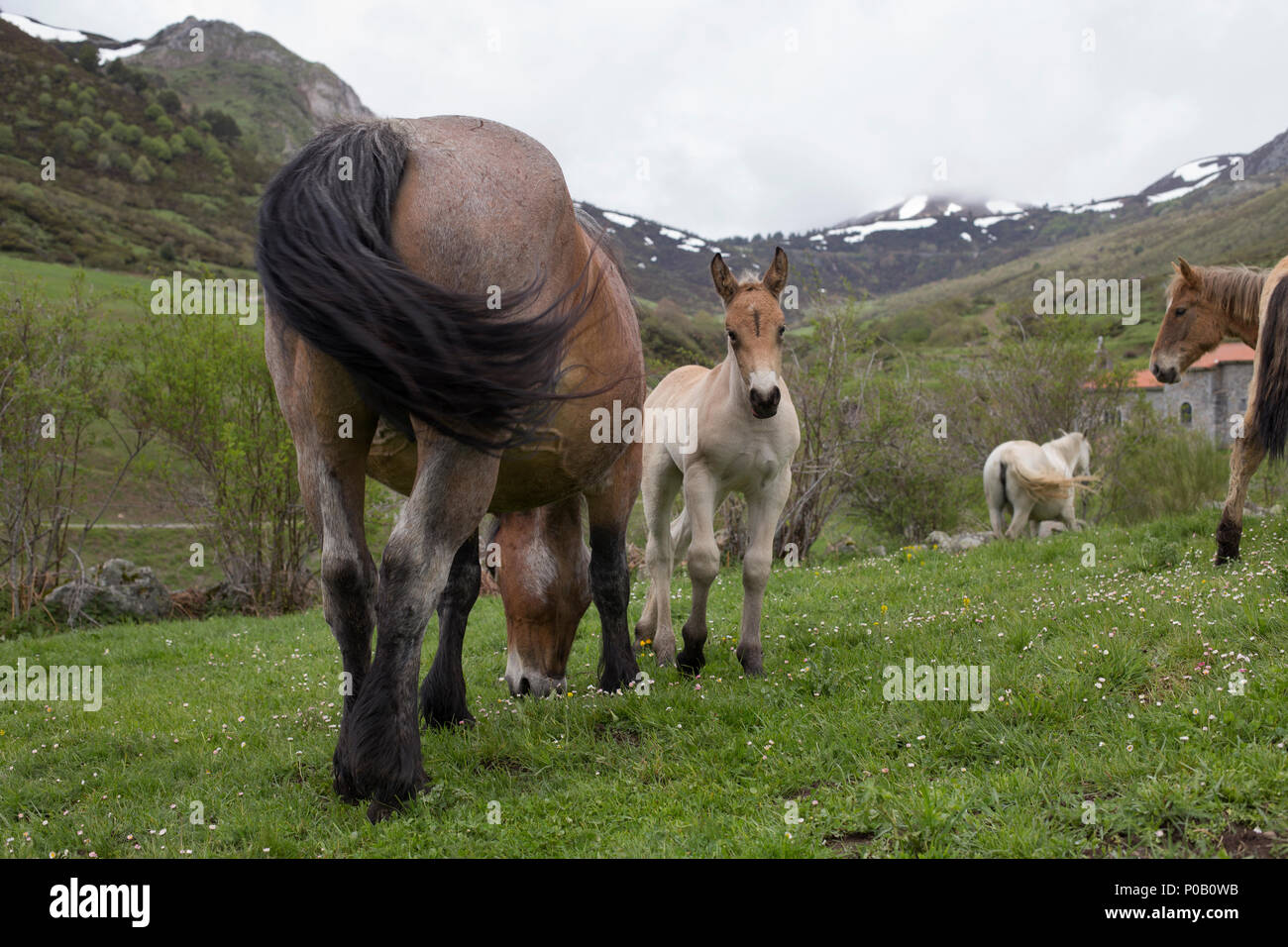 Mare foal snow hi-res stock photography and images - Alamy