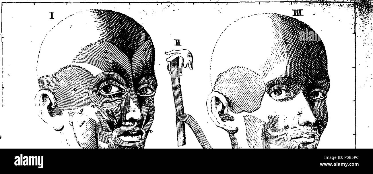 . English: Fleuron from book: An anatomical exposition of the structure ...