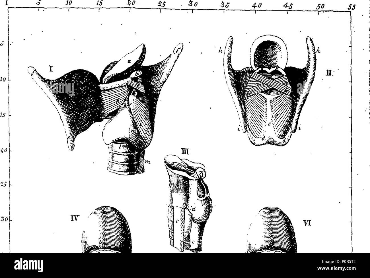 . English: Fleuron from book: An anatomical exposition of the structure ...