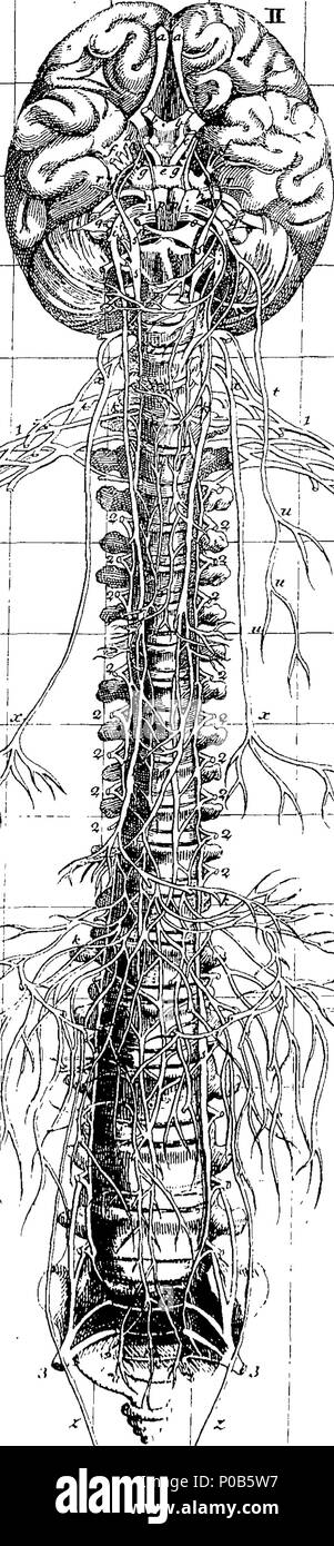 . English: Fleuron from book: An anatomical exposition of the structure ...