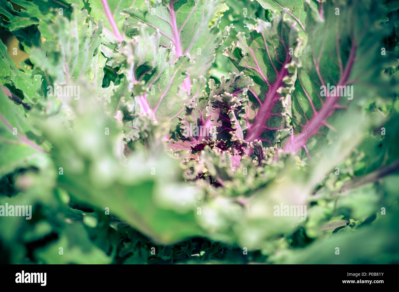Decorative cabbage brassica oleracea ,vegetable leaves of Brassica ...