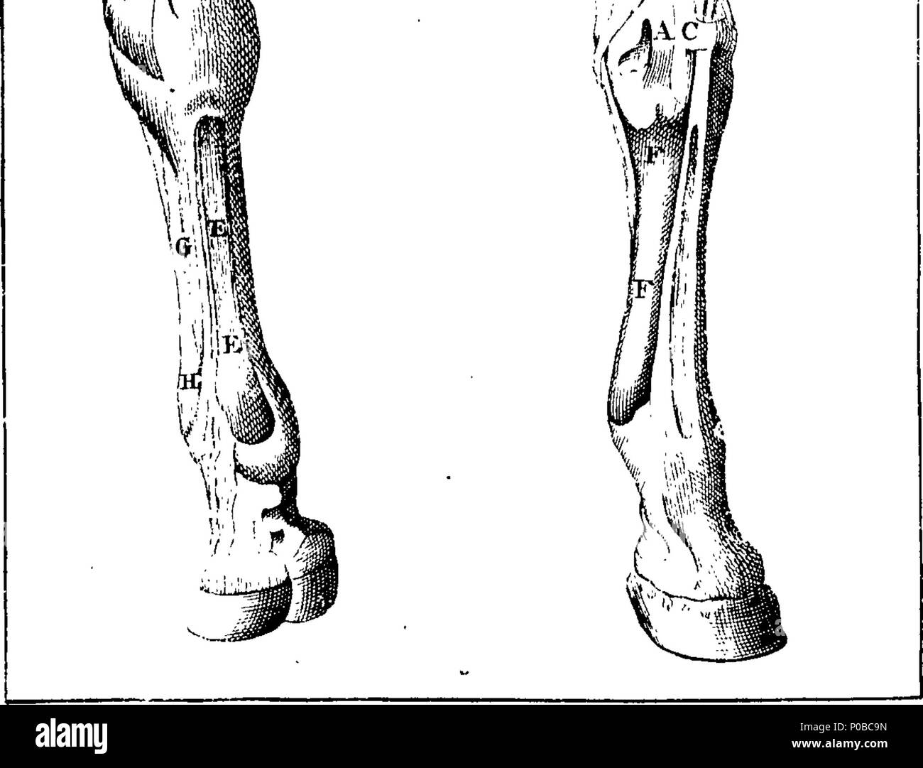 Shoeing method hi-res stock photography and images - Alamy