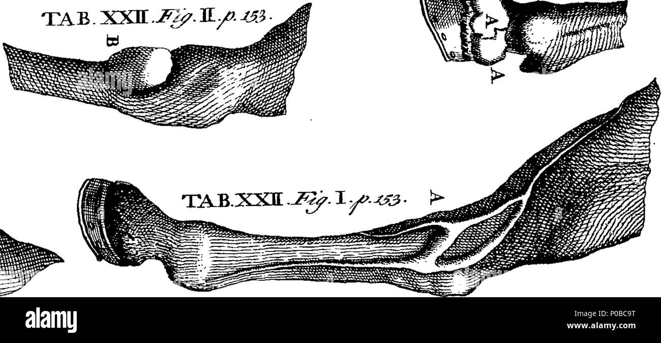 Shoeing method hi-res stock photography and images - Alamy
