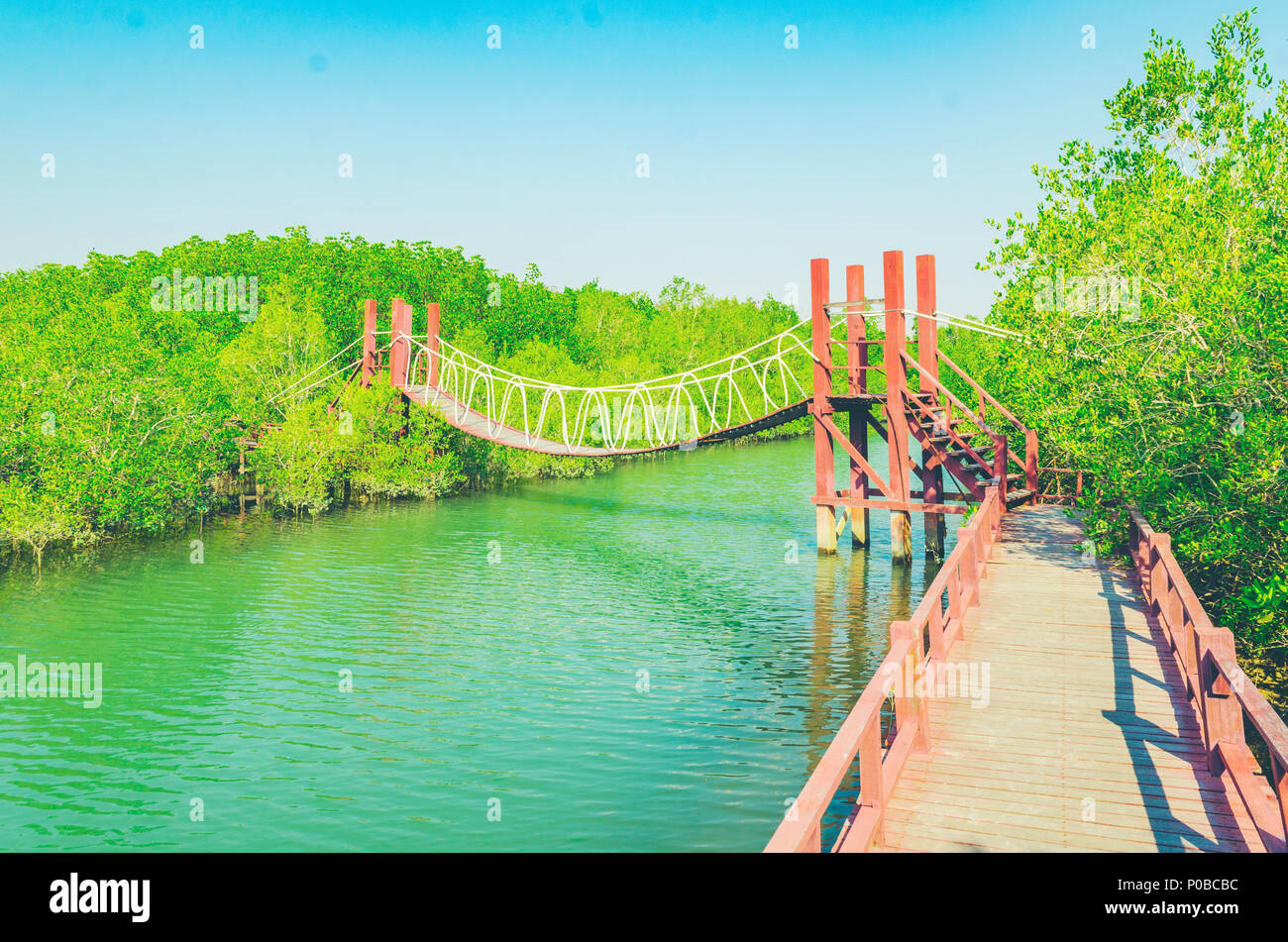 Wooden walking bridge in mangrove forest Stock Photo - Alamy