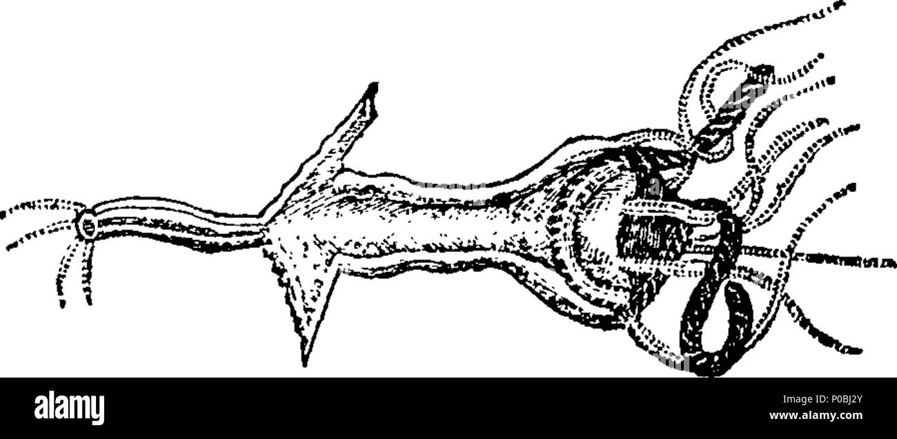 Polype species hi-res stock photography and images - Alamy