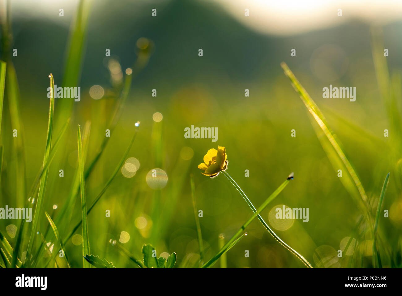 Ranunculus sp hi-res stock photography and images - Alamy