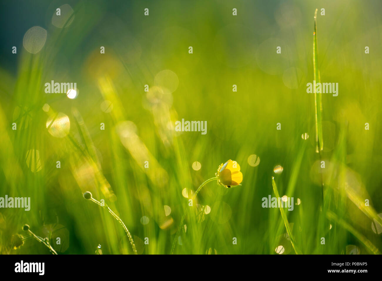 Ranunculus sp hi-res stock photography and images - Alamy