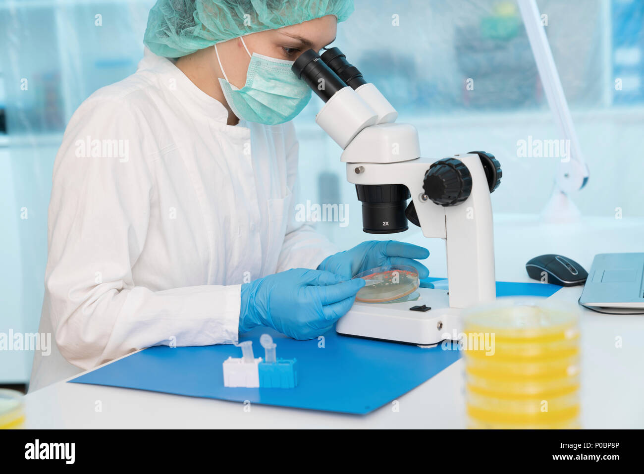 Microbiology research. Scientist taking a sample from a culture in a ...