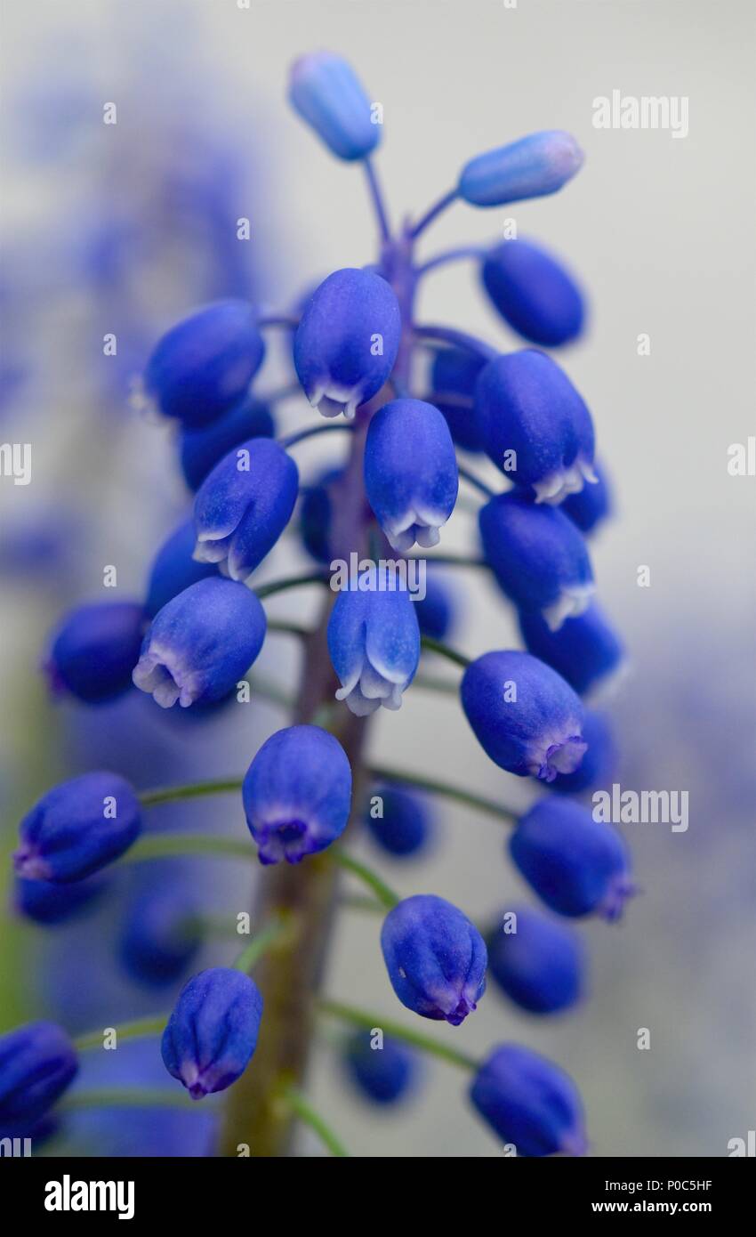 Tiny blue flowers in bloom Stock Photo - Alamy