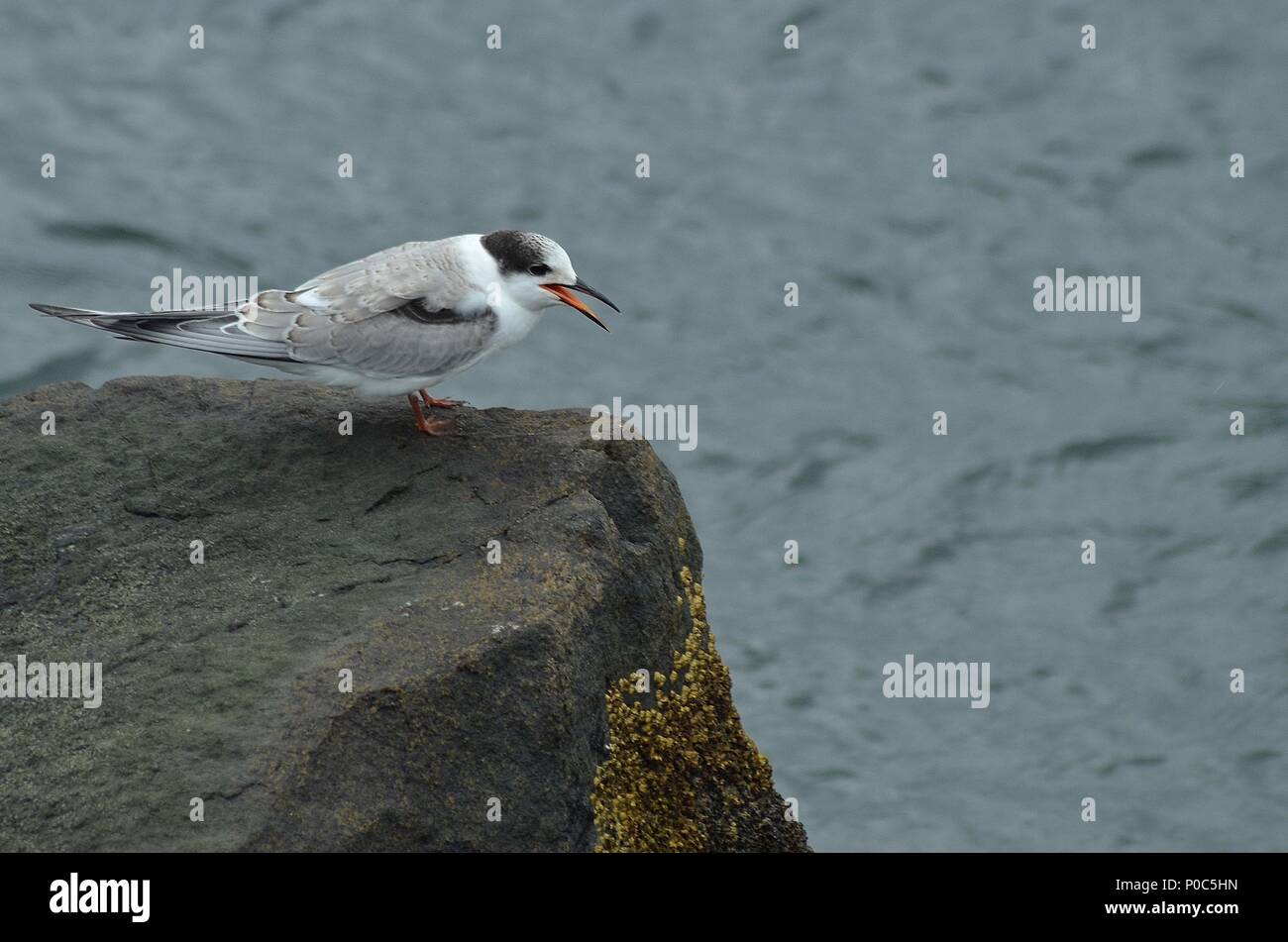 Seagul angry hi-res stock photography and images - Alamy