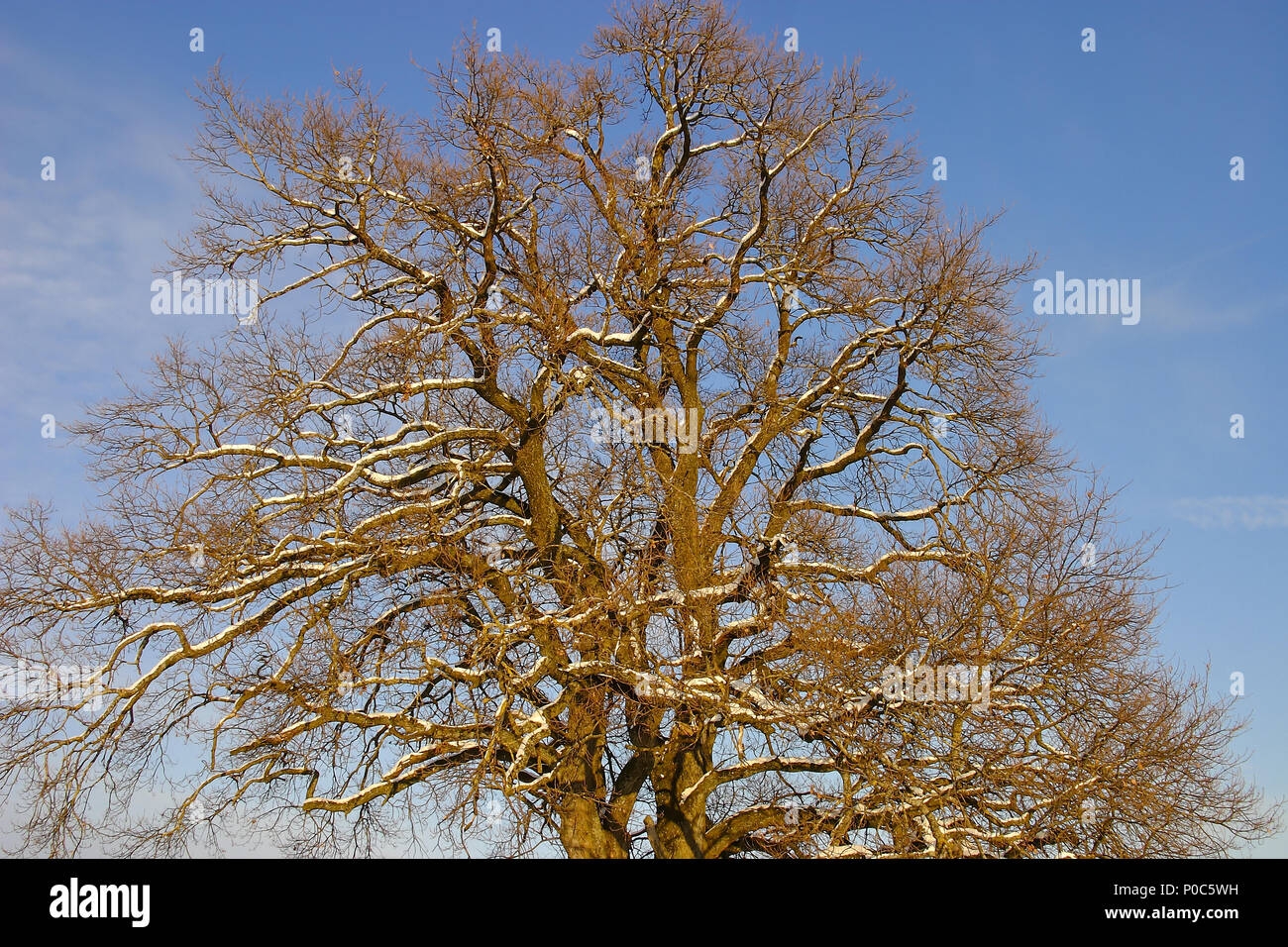 Furrows in bark hi-res stock photography and images - Alamy