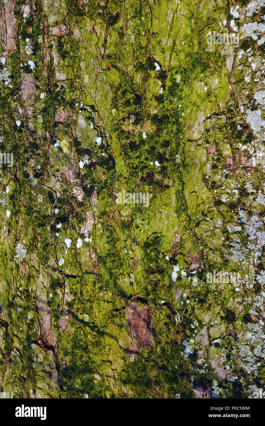 Quercus pendunculata quercus trees tree wood hi-res stock photography ...