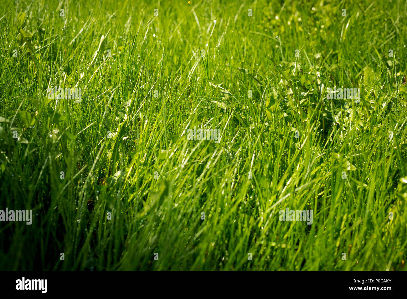 Water drops on fresh green grass background. Green grass background ...