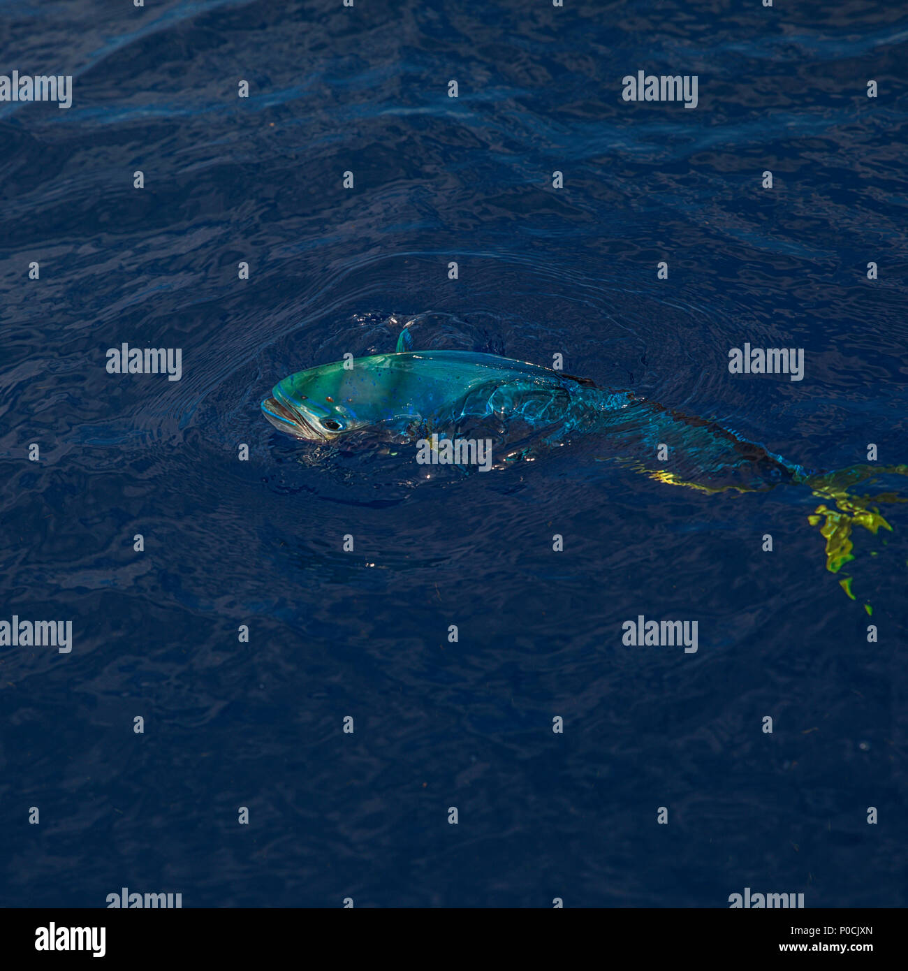 Fish breaking surface of water hi-res stock photography and images - Alamy