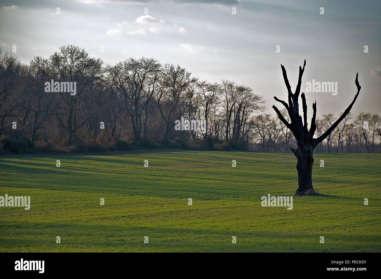 Lonely dying tree hi-res stock photography and images - Alamy